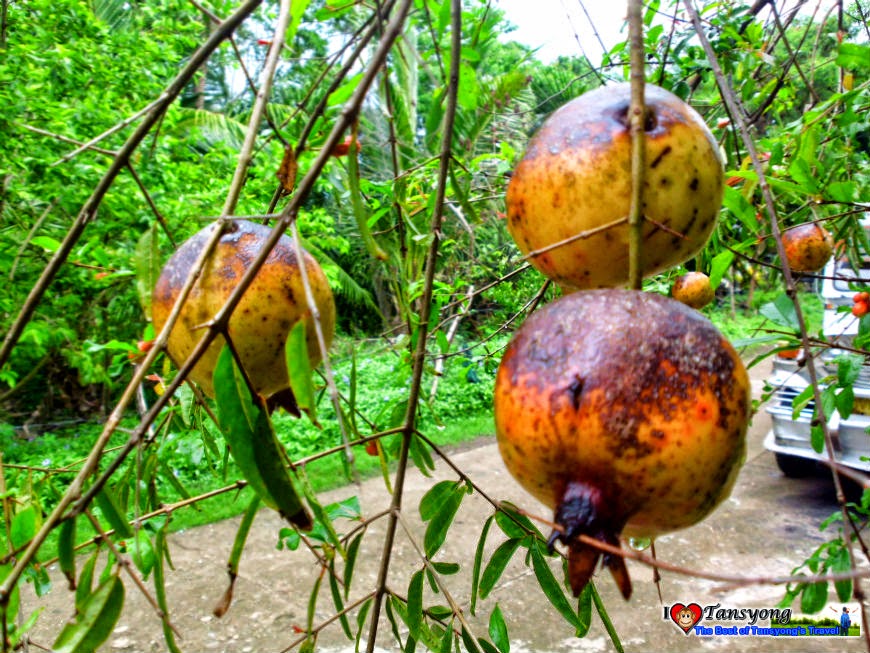 🍋 Pomegranate Fruit AKA Granada Fruit - My First Time In Marinduque ...